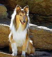 El Perro pastor collie - Razas de Perros