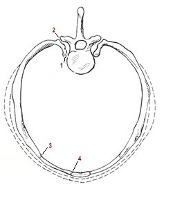 Articulaciones del tronco de los animales - Toráx o tronco de los animales