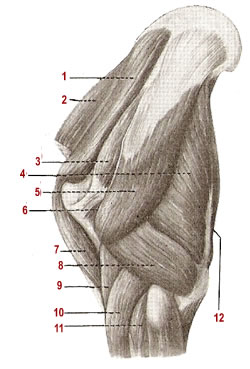 Musculatura de la espalda y el brazo del caballo de los animales ...