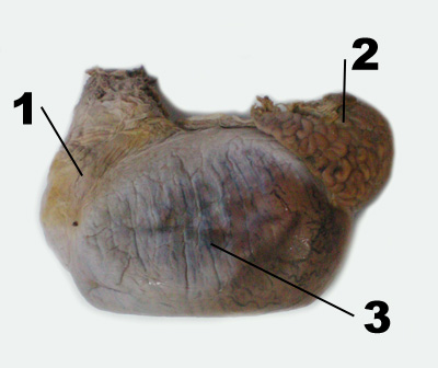 Testiculo de caballo - Atlas de anatomia del caballo